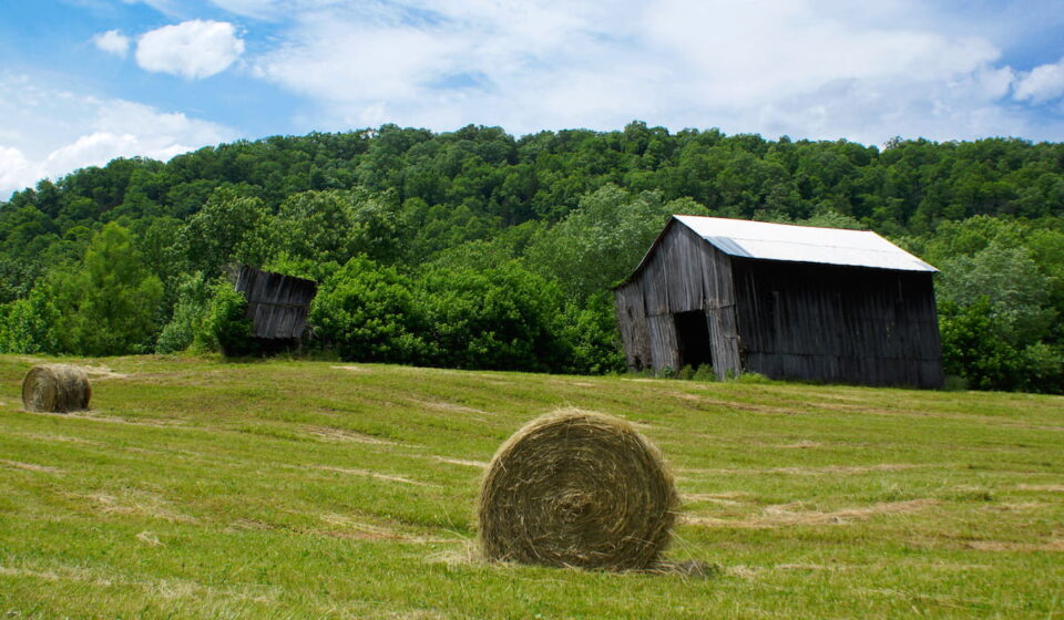 15 Types of Horse Hay - Helpful Horse Hints