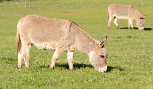 11 Types of Donkeys - Helpful Horse Hints