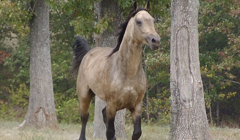 Missouri Fox Trotters: Ozark Born and Bred - Helpful Horse Hints