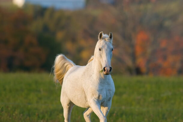 Morgan Horse Breed - History, Types, & Temperament - Helpful Horse Hints