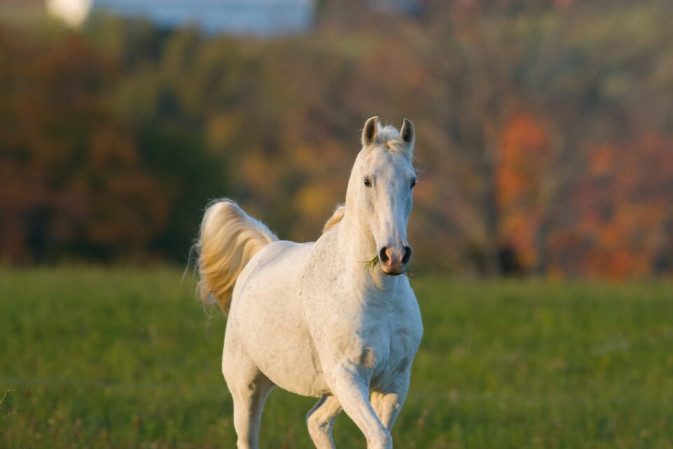 Morgan Horse Breed - History, Types, & Temperament - Helpful Horse Hints