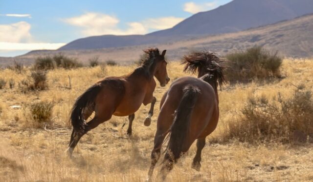 A Look at Some of the Most Common Red Horse Breeds - Helpful Horse Hints