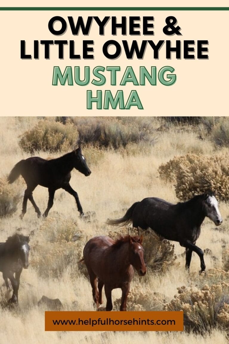 Owyhee & Little Owyhee Mustang HMAs - Helpful Horse Hints