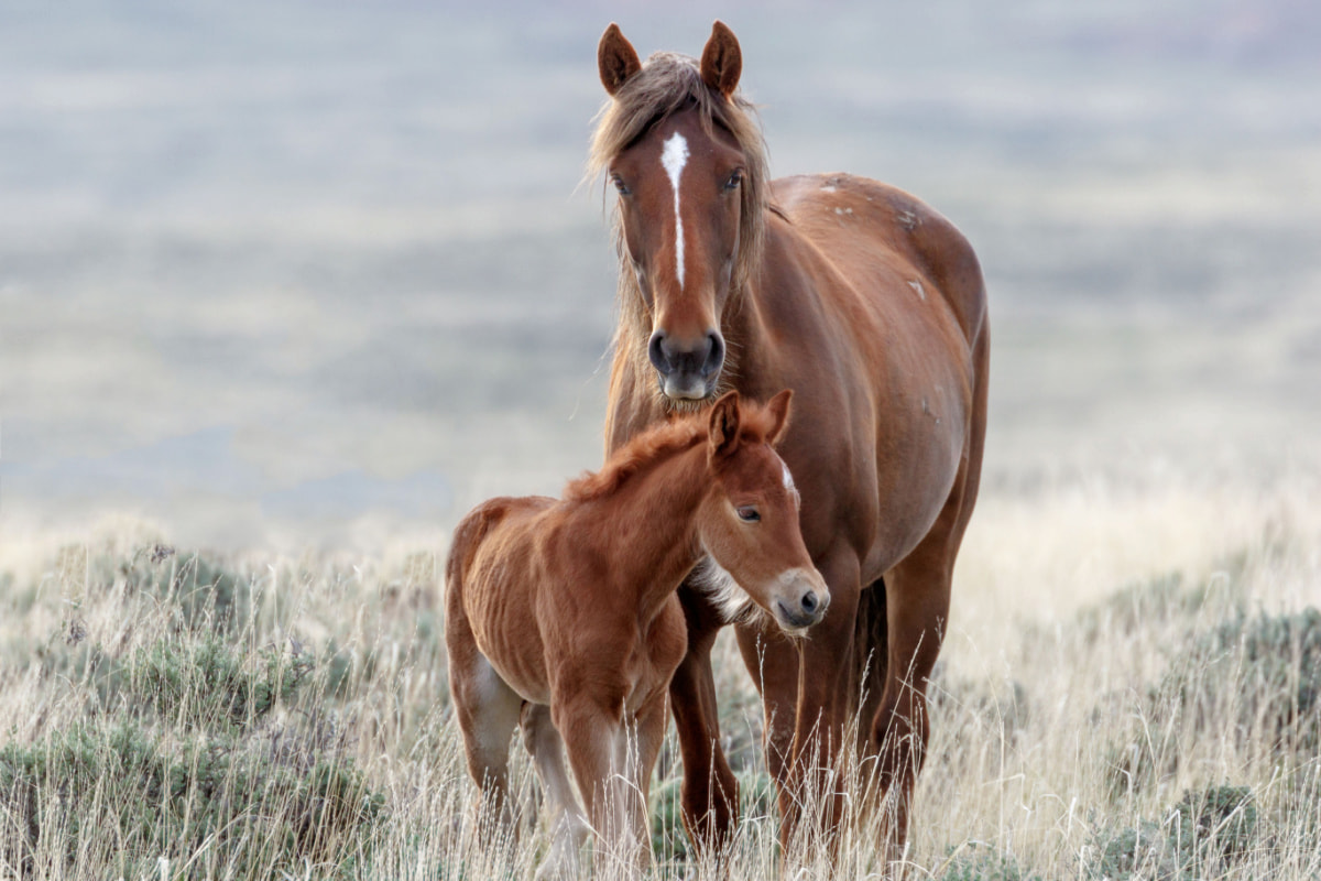 A Look at Some of the Most Common Red Horse Breeds - Helpful Horse Hints