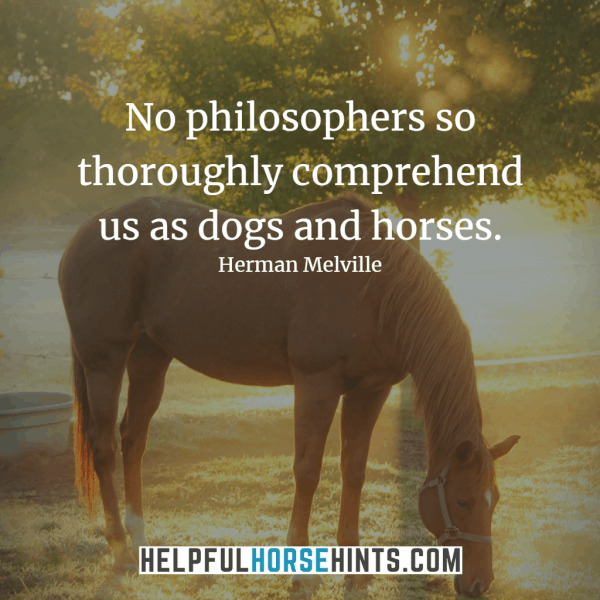 45+ Horseback Riding Quotes That Will Inspire You (w/ Shareable ...