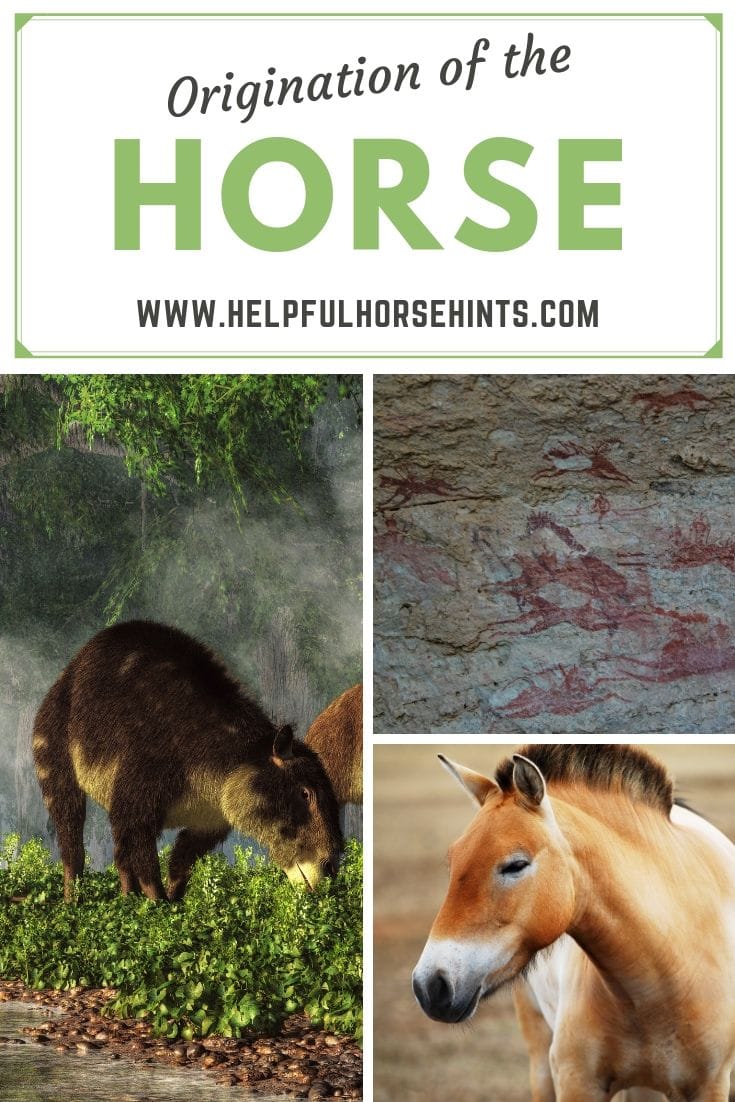 The Origination of Horses - Where They Come From & Evolution - Helpful ...