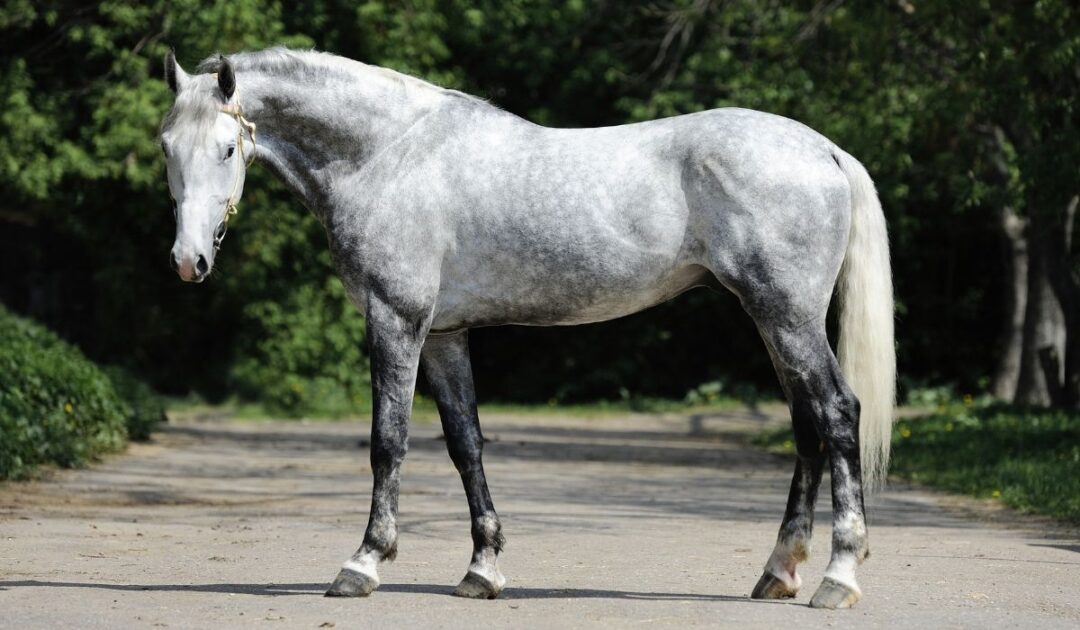 17 Most Beautiful Horse Breeds - Helpful Horse Hints