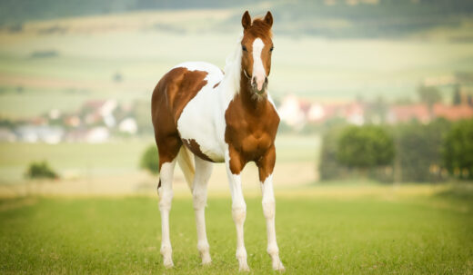 A Look at Pinto Horse Breeds - Helpful Horse Hints