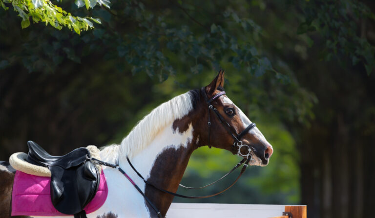 APHA Horse Colors - Helpful Horse Hints
