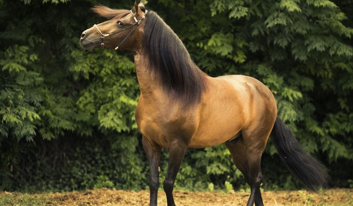 11 Horse Breeds Known to have Long Manes & Tails - Helpful Horse Hints