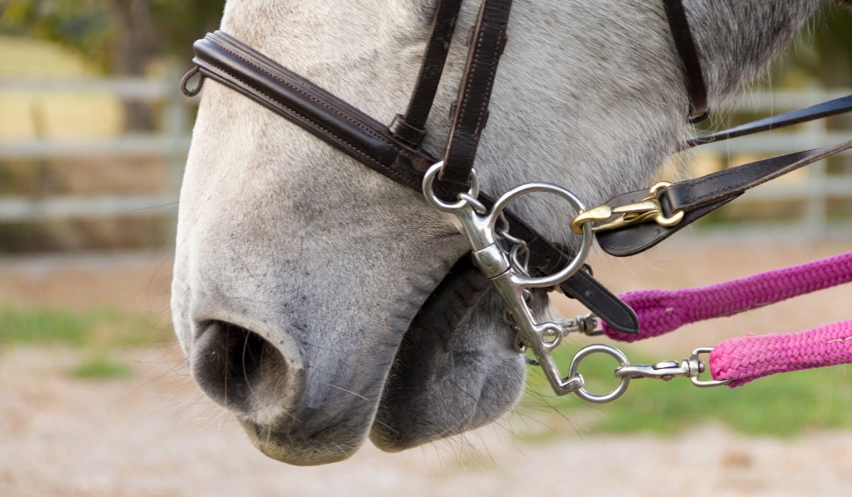 17 Types of Bits for Horses - Helpful Horse Hints