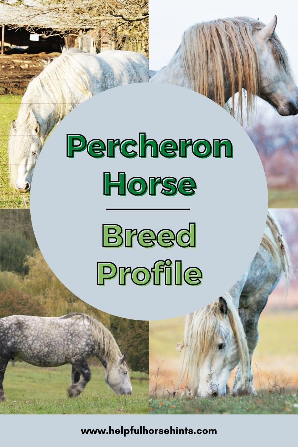 Percheron Horse Breed Profile - Height, Color, History, and Personality ...