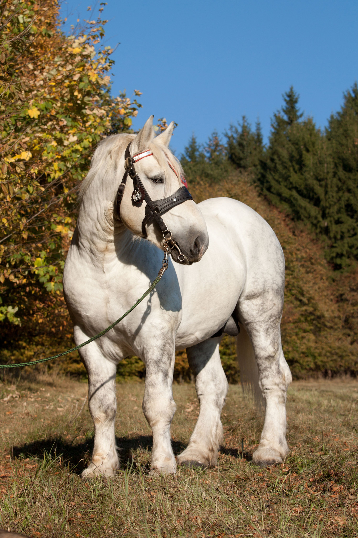 White Percheron Horses