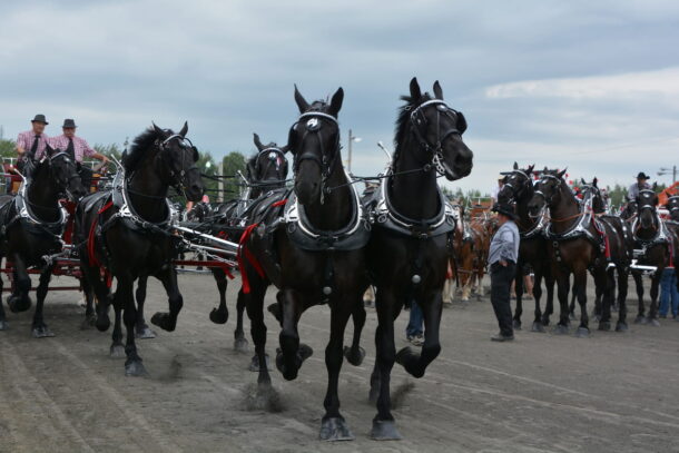 Percheron Horse Breed Profile - Height, Color, History, and Personality ...