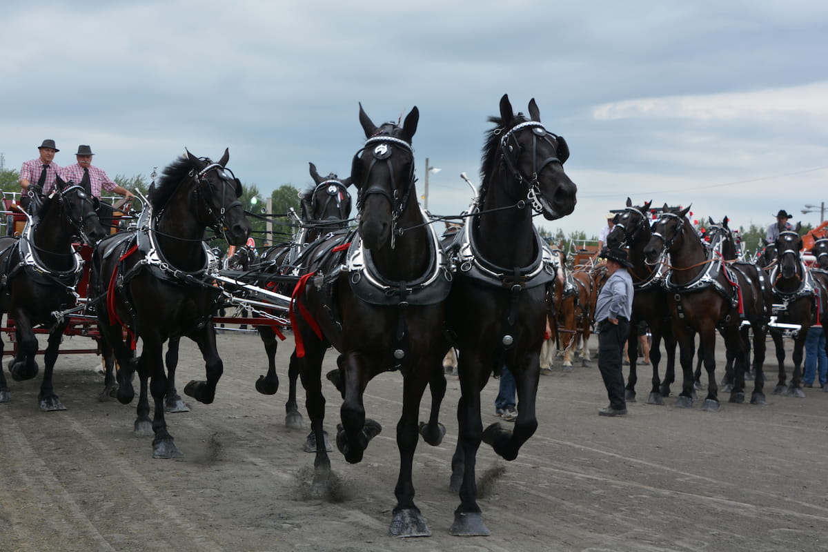 Percheron Horse Breed Profile - Height, Color, History, and Personality ...