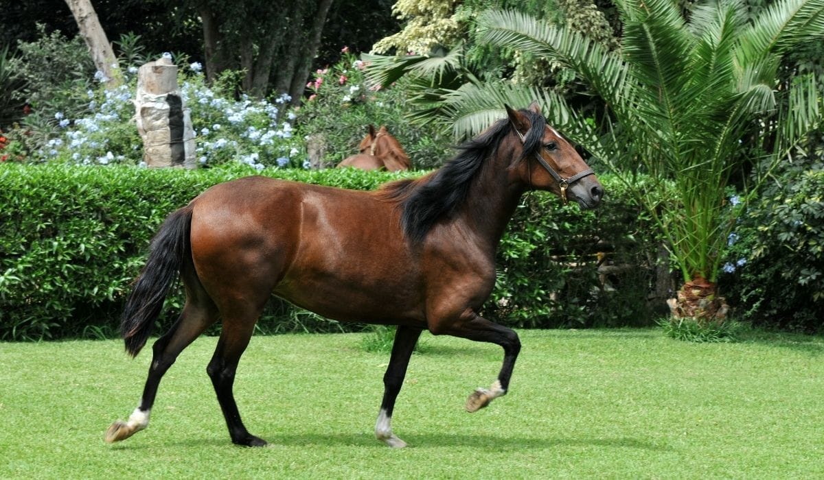 Peruvian Paso Breed Profile - Helpful Horse Hints