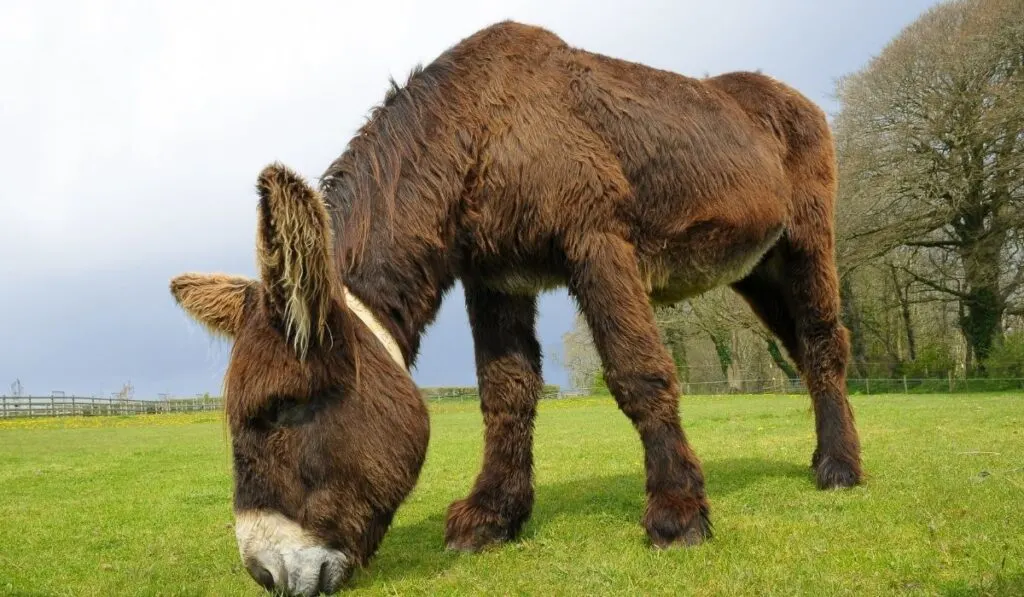 11 Types of Donkeys - Helpful Horse Hints