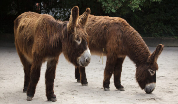 11 Types of Donkeys - Helpful Horse Hints