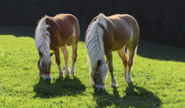 What Do Ponies Eat - Helpful Horse Hints