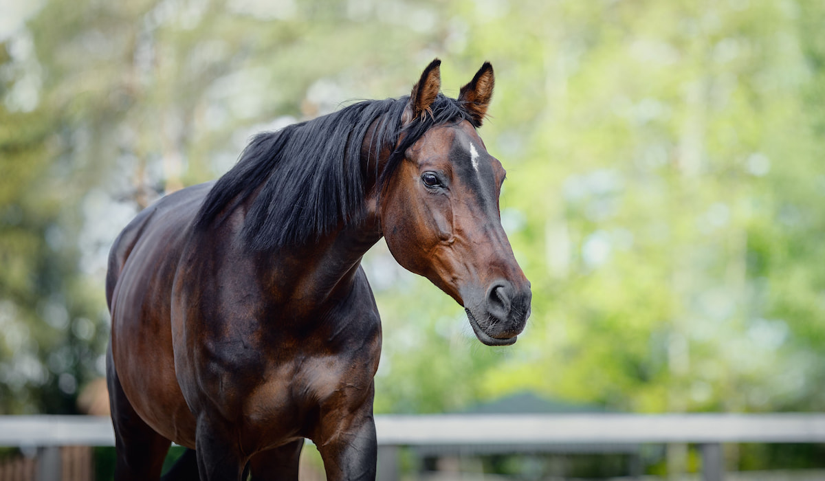 Trakehner Horse Breed Profile - Helpful Horse Hints