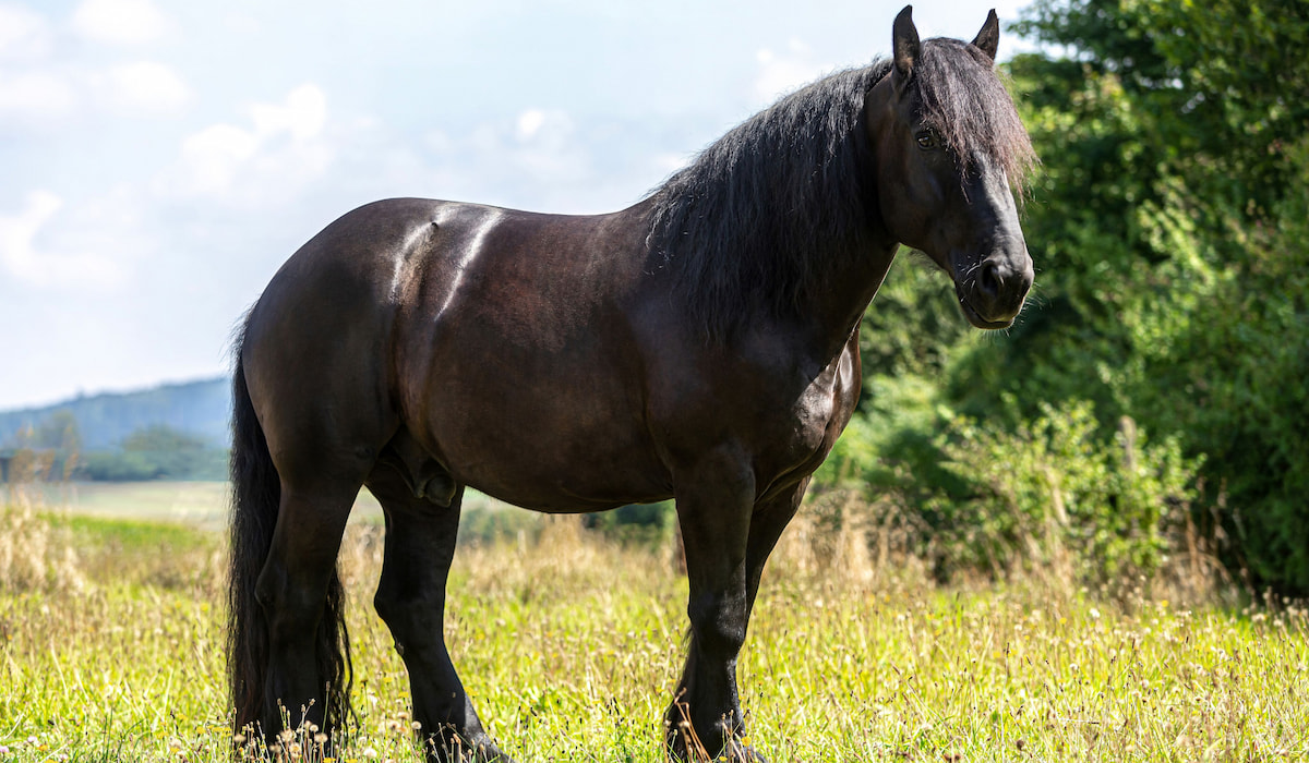 Large Black Horse Breeds - Helpful Horse Hints