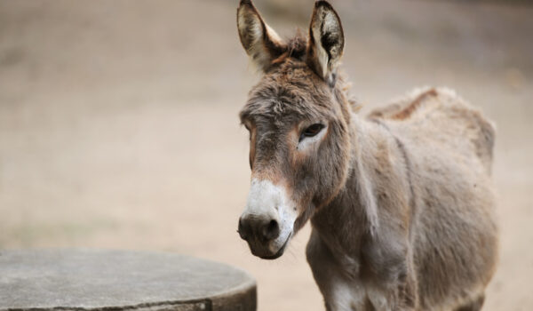 Ultimate Guide to Owning a Pet Donkey - Helpful Horse Hints