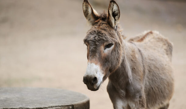 Ultimate Guide to Owning a Pet Donkey - Helpful Horse Hints
