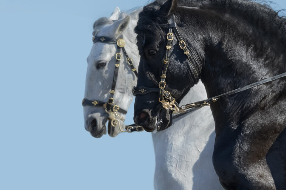 15 Facts About the Andalusian Horse - Helpful Horse Hints