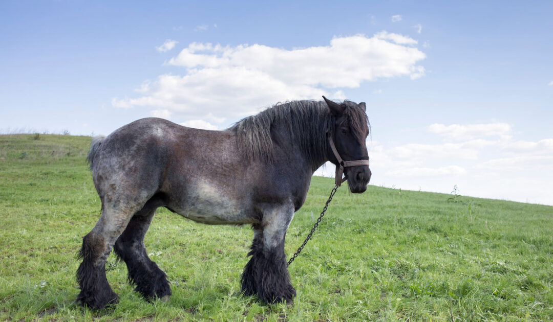 Types of Draft Horses - Helpful Horse Hints