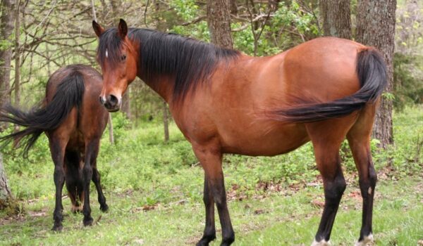 A Look at Some of the Most Common Red Horse Breeds - Helpful Horse Hints
