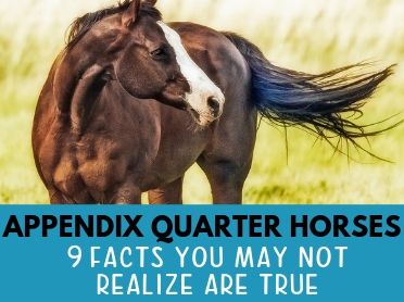 Appendix Quarter Horses: 9 Facts You May Not Realize Are True - Helpful ...