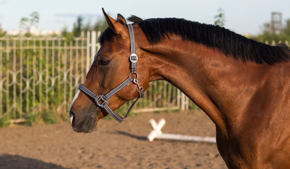 The Hanoverian Horse Breed Profile - Helpful Horse Hints
