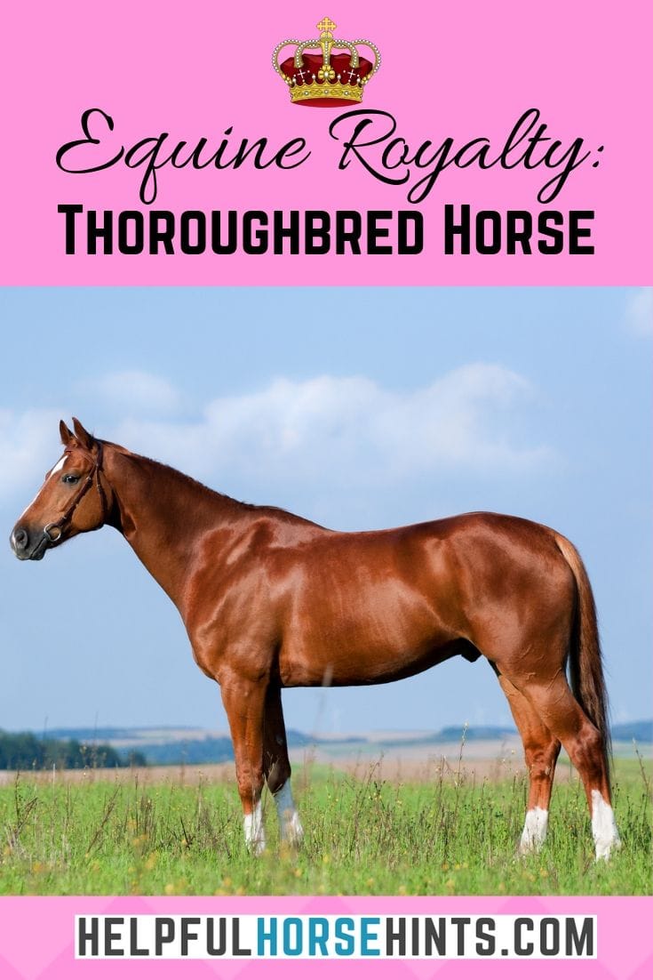 Equine Royalty: The Thoroughbred Horse - History, Characteristics and ...