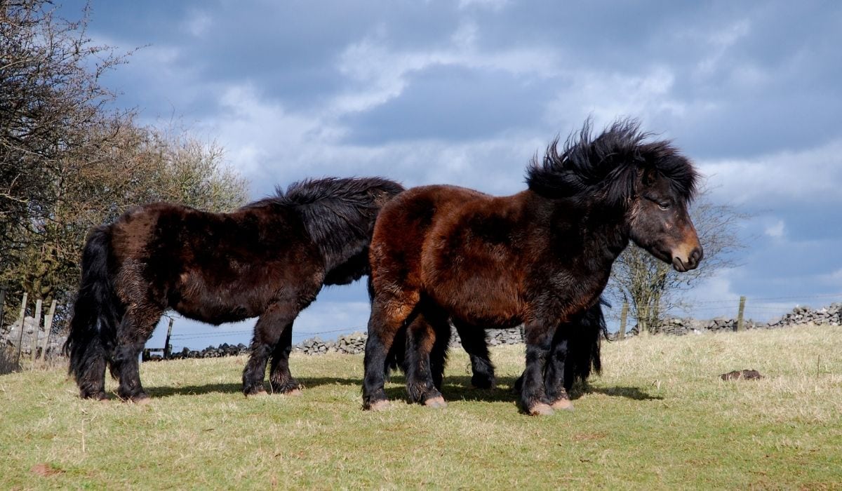 Shetland Pony Breed Profile - Helpful Horse Hints