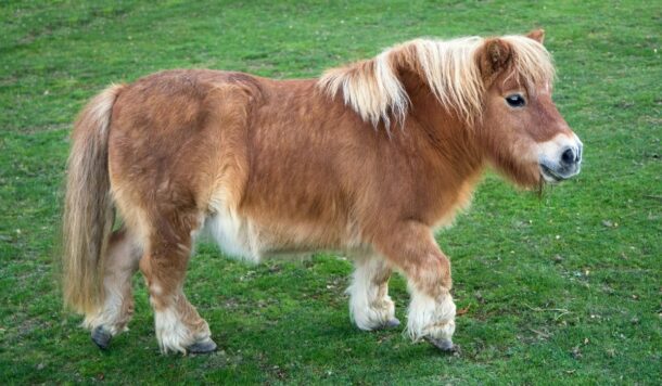 Shetland Pony Breed Profile - Helpful Horse Hints