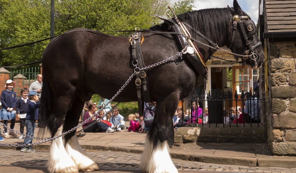 Shire Horse: Breed Profile for the World's Largest Horse - Helpful ...