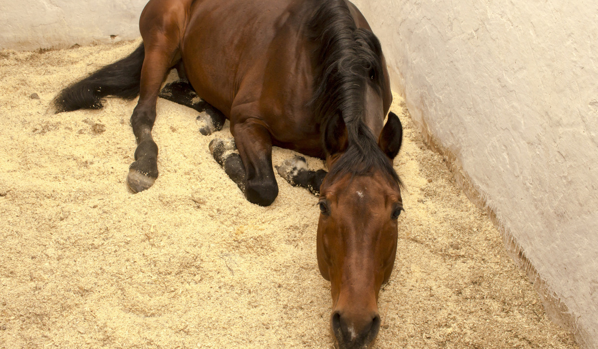 Strangles in Horses - Overview, Complications, Treatment & Aftercare ...