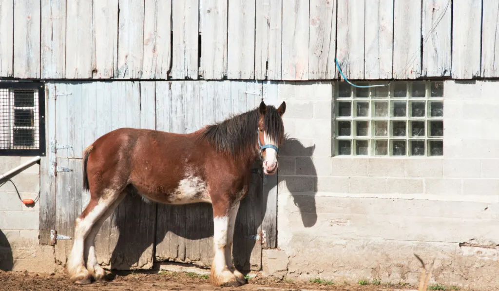 A Look at Pinto Horse Breeds - Helpful Horse Hints