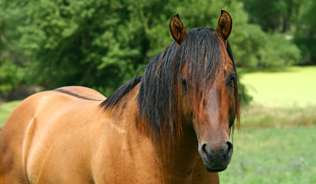 Dun Horse Color — Description, Pictures, and Genetics - Helpful Horse Hints