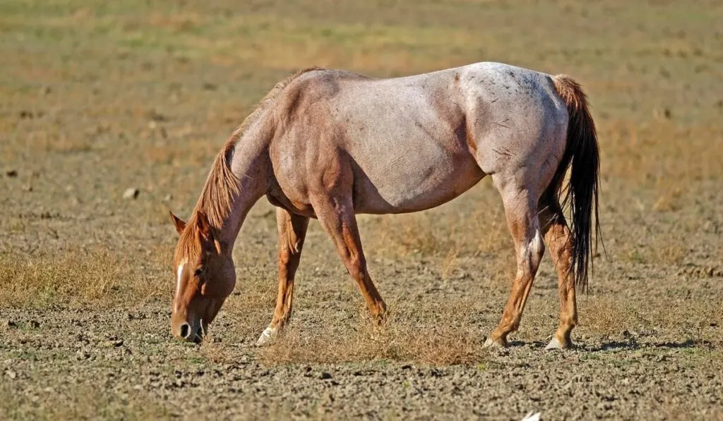 Roan Horses - Colors, Genetics & Breeds - Helpful Horse Hints