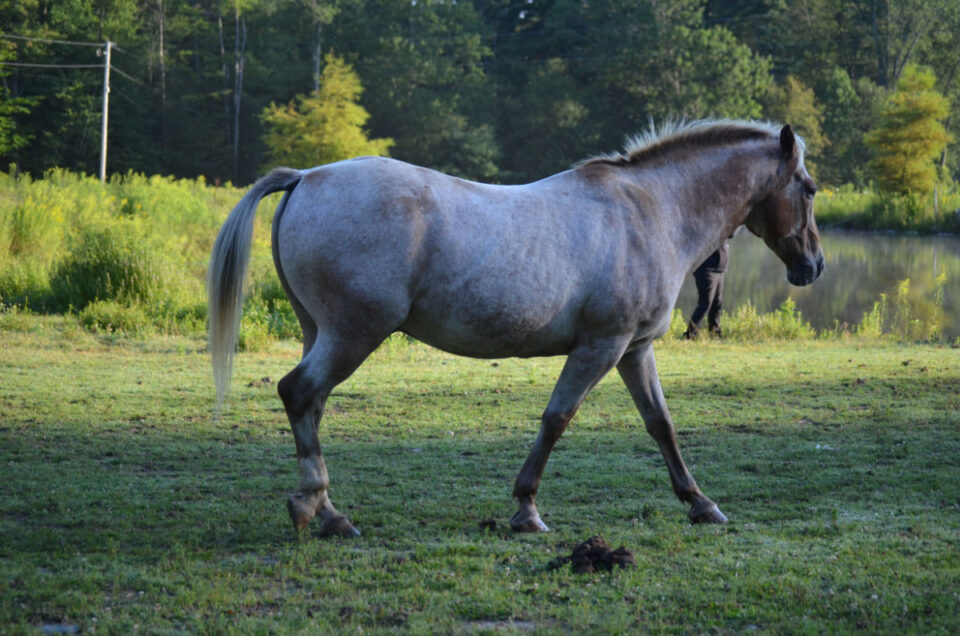Roan Horses - Colors, Genetics & Breeds - Helpful Horse Hints