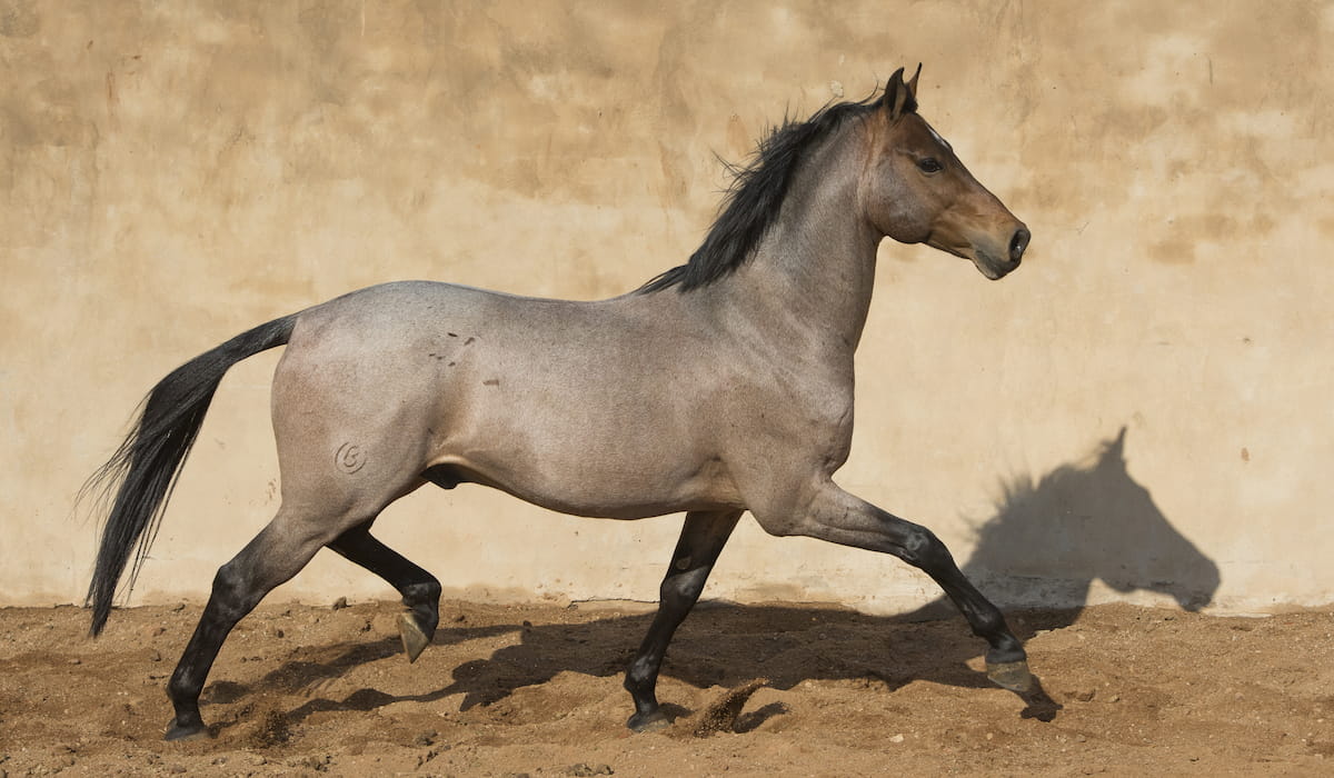 Strawberry Roan Horse - Helpful Horse Hints