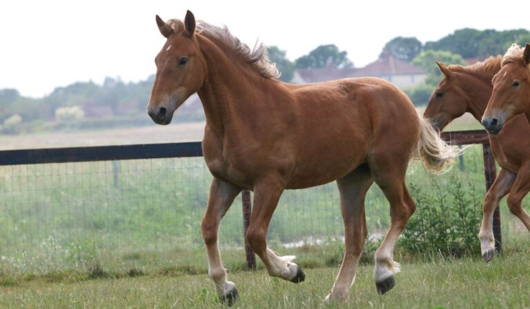 A Look at Some of the Most Common Red Horse Breeds - Helpful Horse Hints