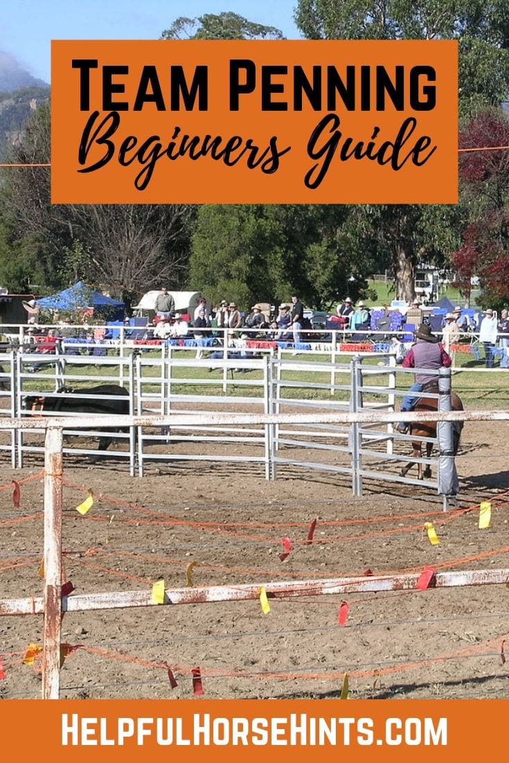 Beginner's Guide to Getting Started with Team Penning - Helpful Horse Hints