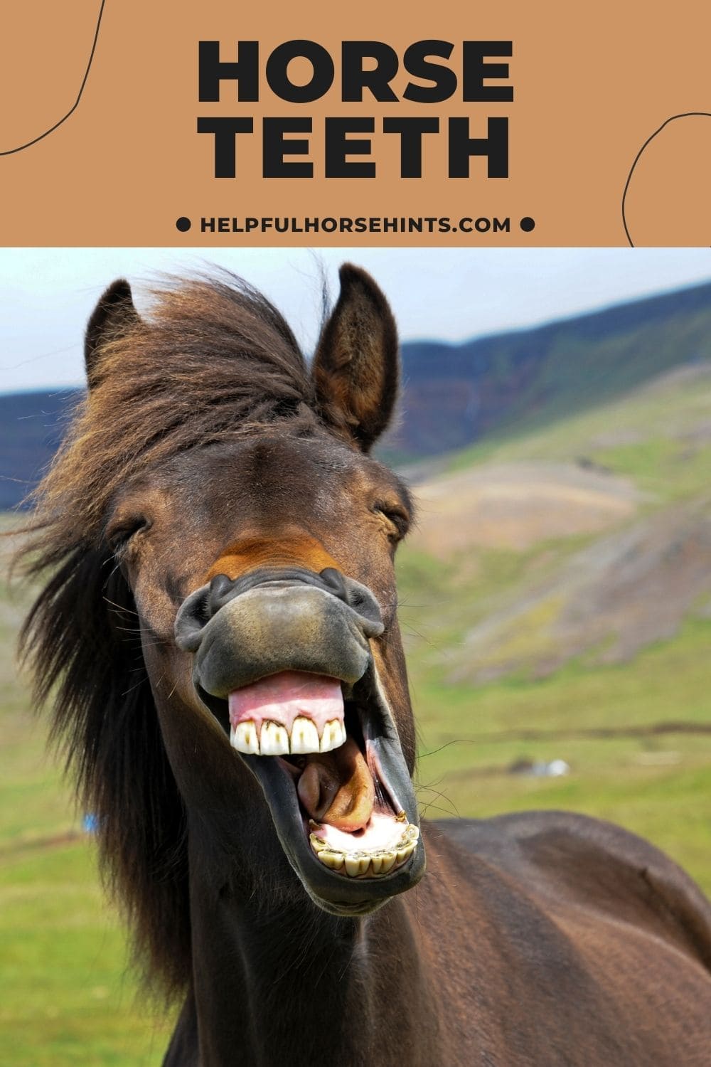 Horse Teeth - Helpful Horse Hints