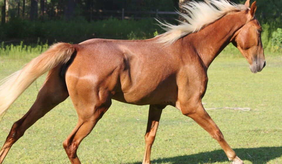 8 Red Roan Horse Breeds - Helpful Horse Hints