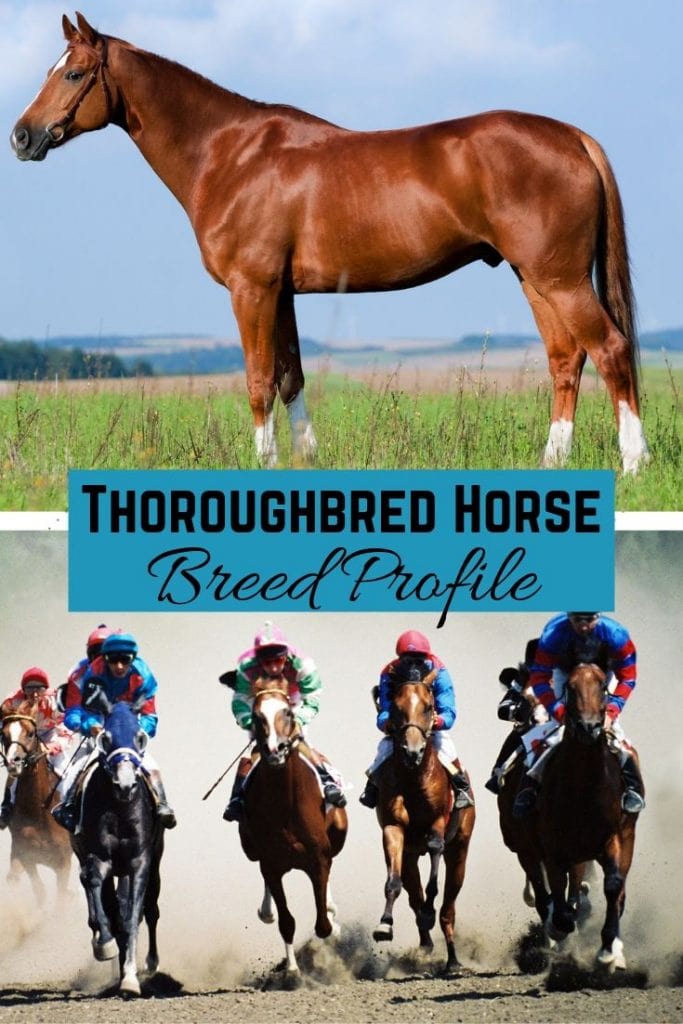 Equine Royalty: The Thoroughbred Horse - History, Characteristics and ...