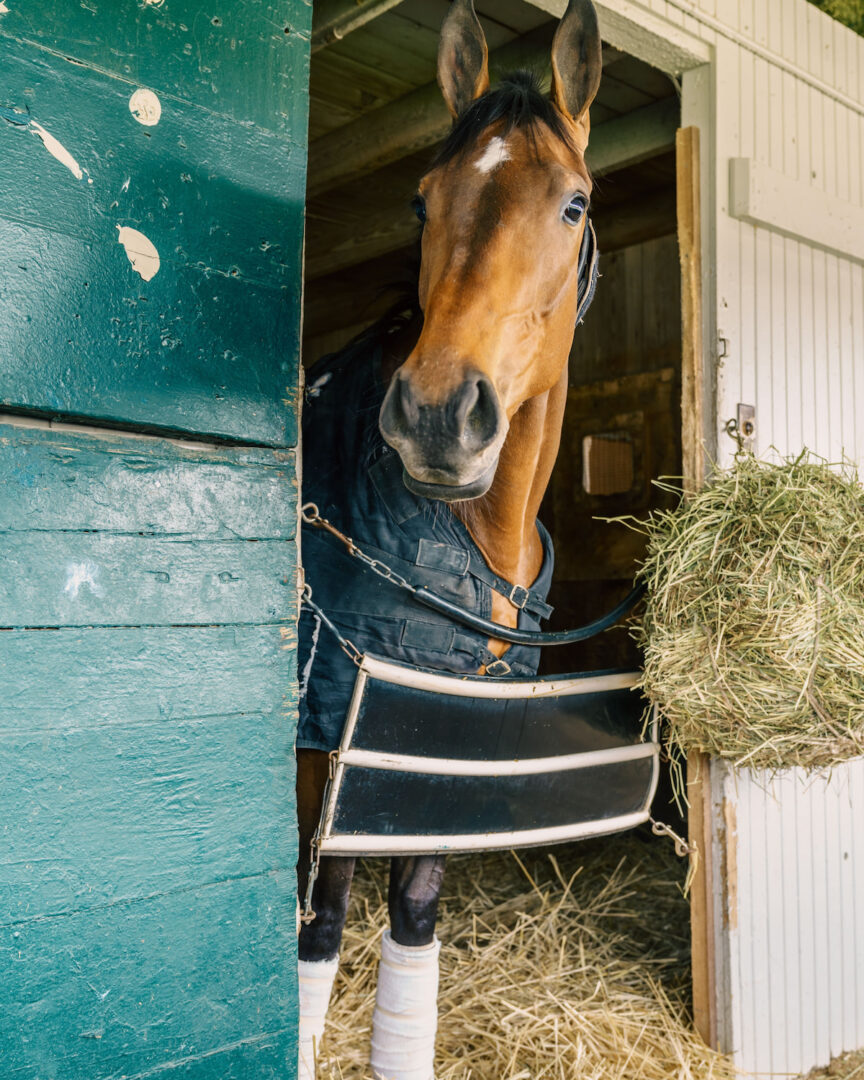 Complete Guide To Stall Guards For Horses - Helpful Horse Hints