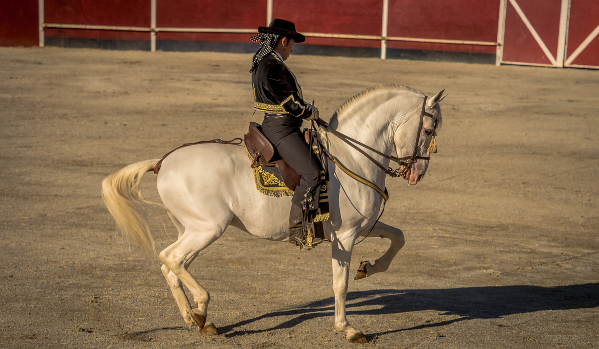 Western Pleasure Andalusian Horses