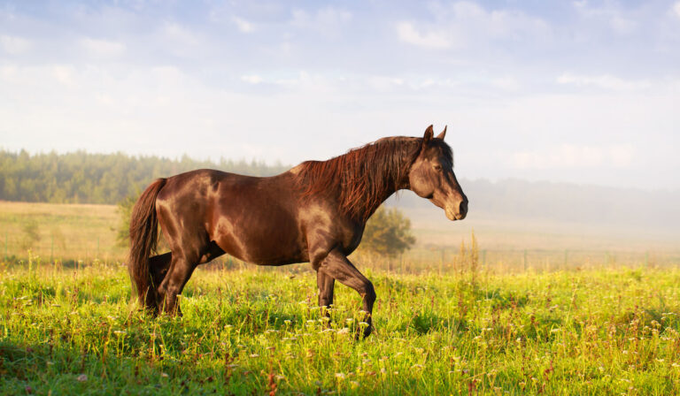 Trakehner Horse Breed Profile - Helpful Horse Hints